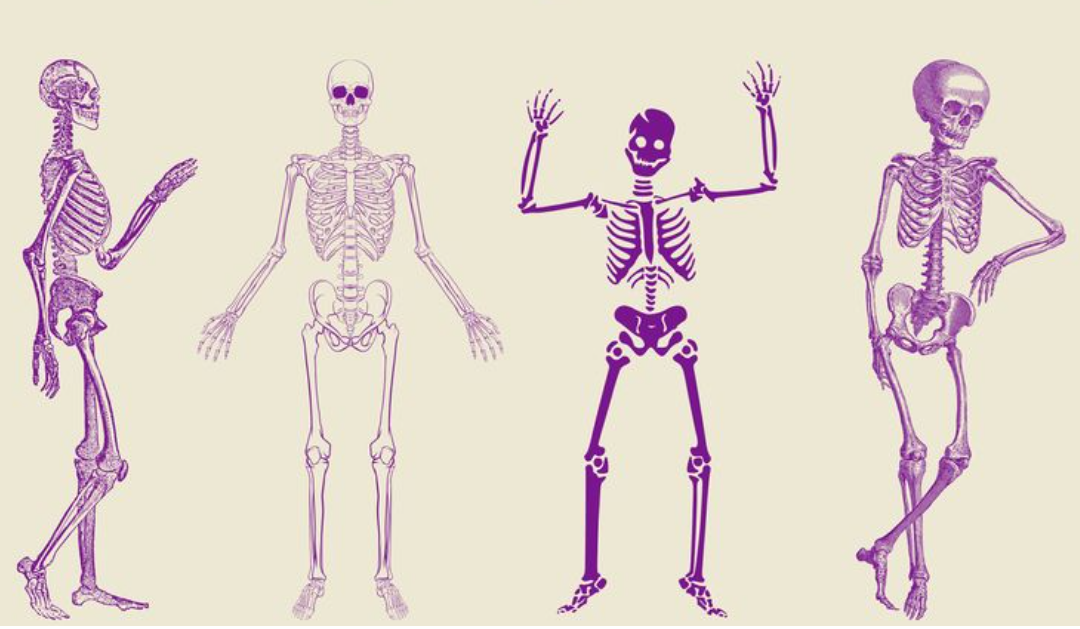 fungsi dari sistem rangka - Dirga Satya